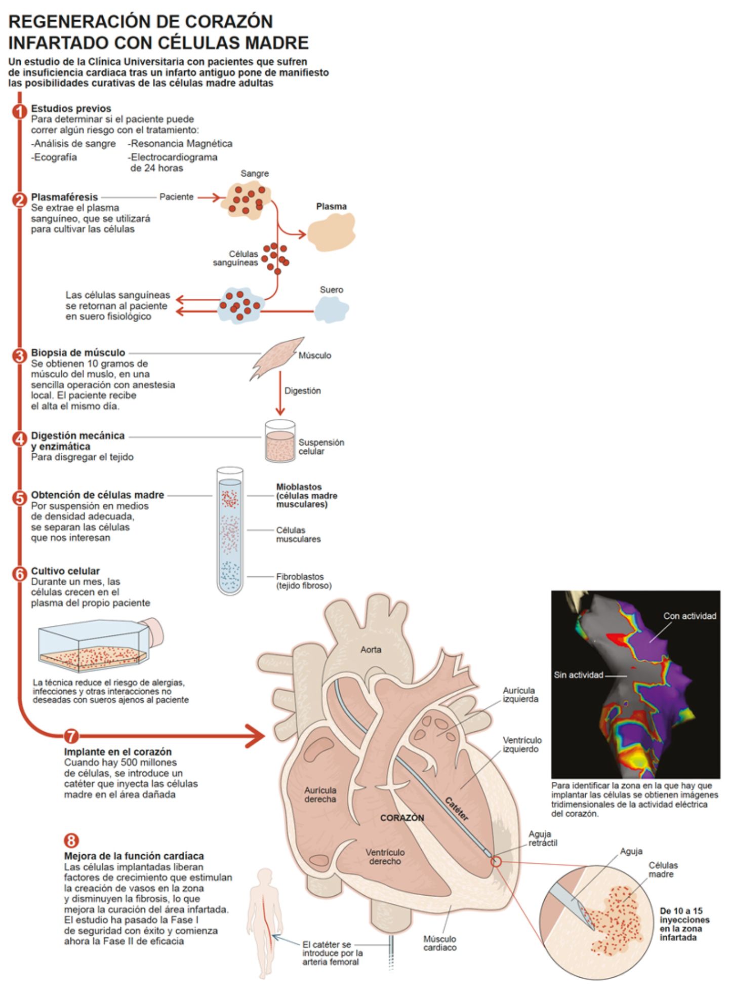 Diagrama De Celulas Cardiacas Internal Structure Of The Cardiac Muscle