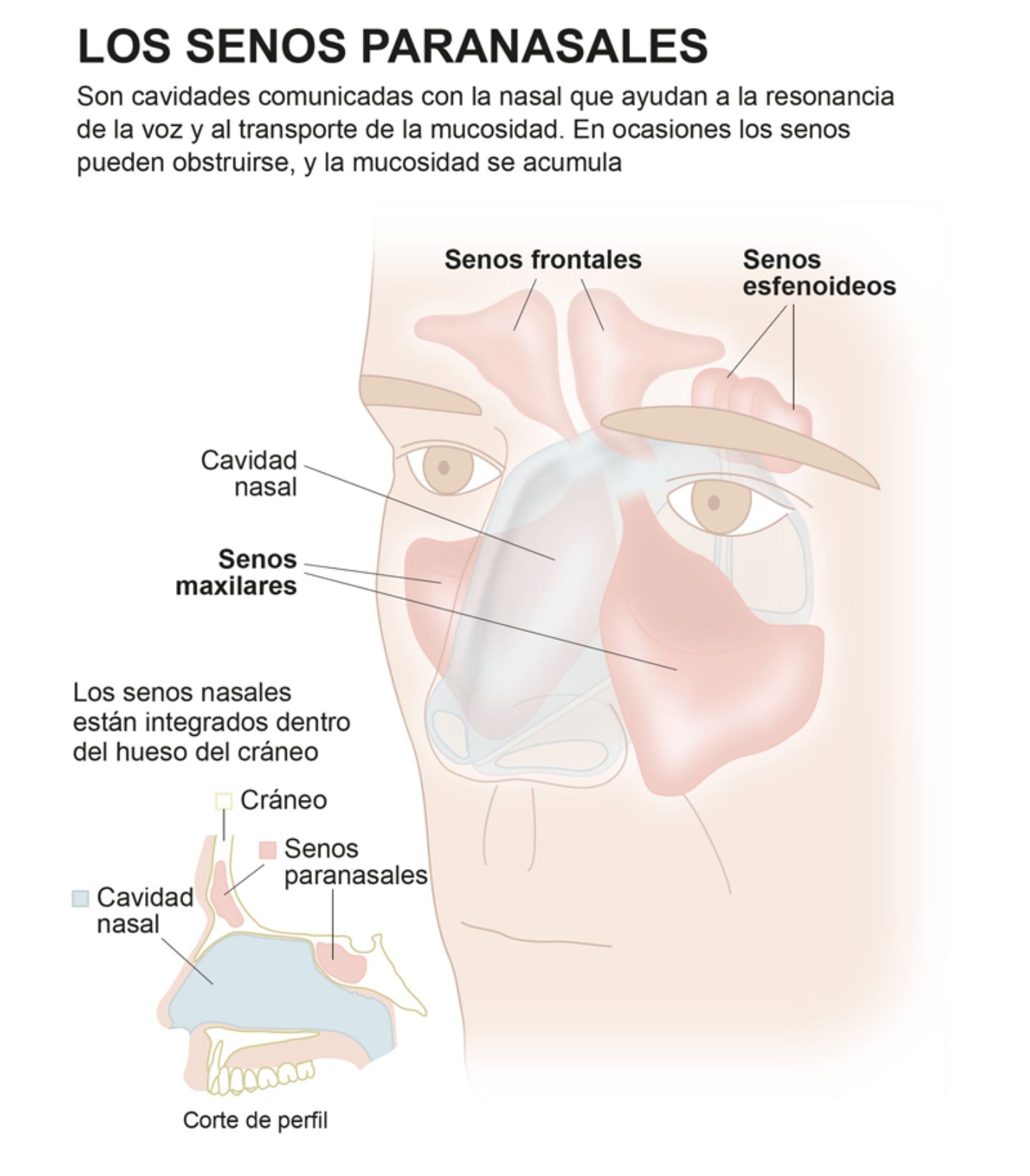 Anatomía Del Seno Nasal Nariz Y Senos Paranasales Anatomia | PPT